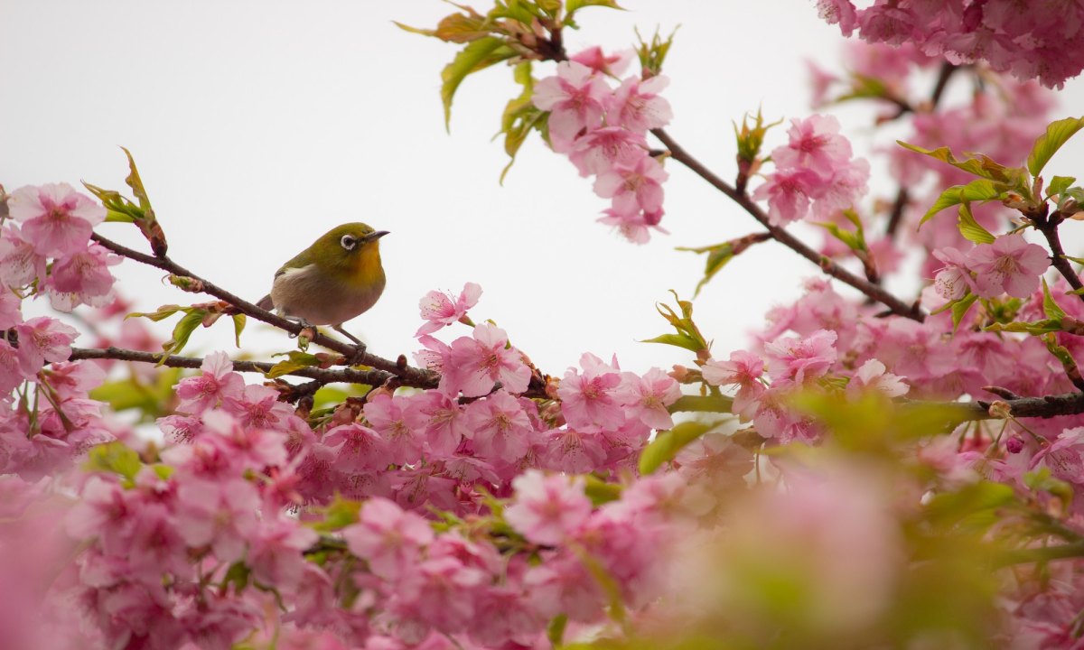 Review: Outlaw – Angus Donald – Couldn't I Just Tell You